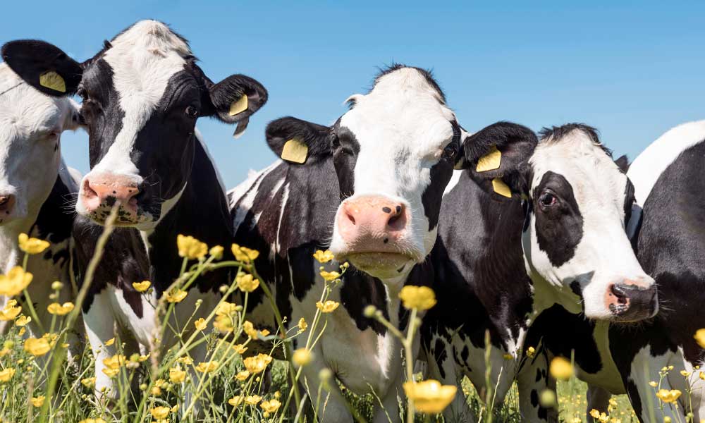 4 vantagens das vacas holandesas para fazendas leiteiras